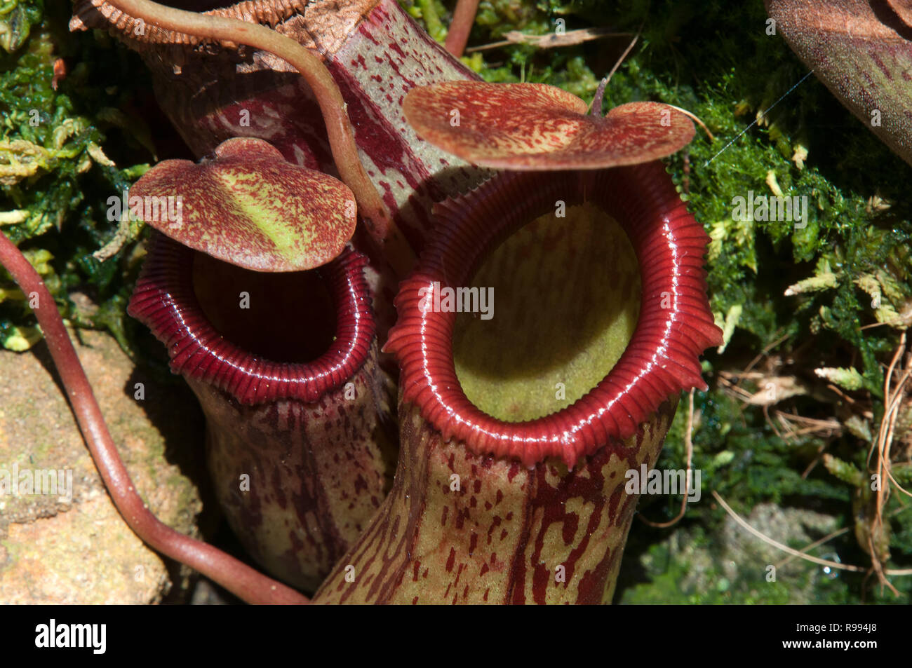 Sydney Australia, top and hood pf a hanging pitcher plant pod Stock ...