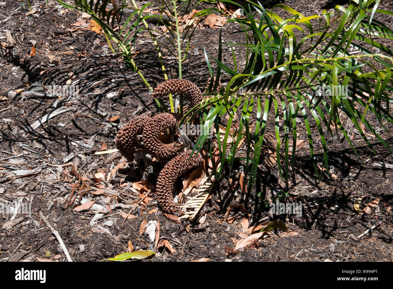 Macrozamia lucida hi-res stock photography and images - Alamy