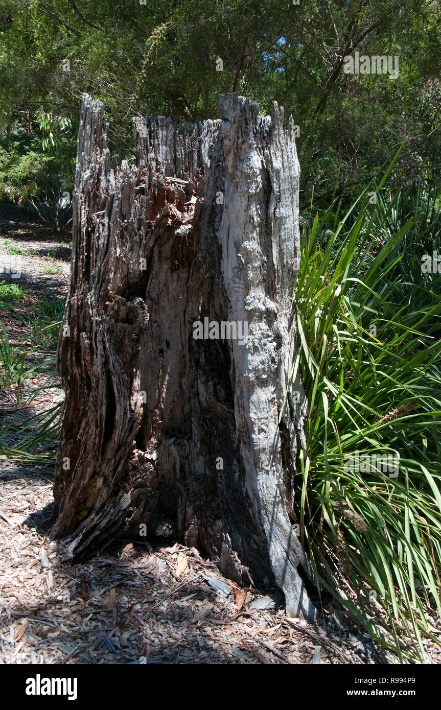 Sydney Australia, decaying tree stump in garden Stock Photo - Alamy