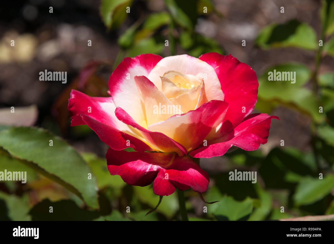 Sydney Australia, pink and white flowering rose bush Stock Photo - Alamy