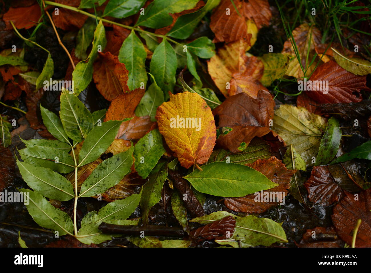 All natural colours hi-res stock photography and images - Alamy