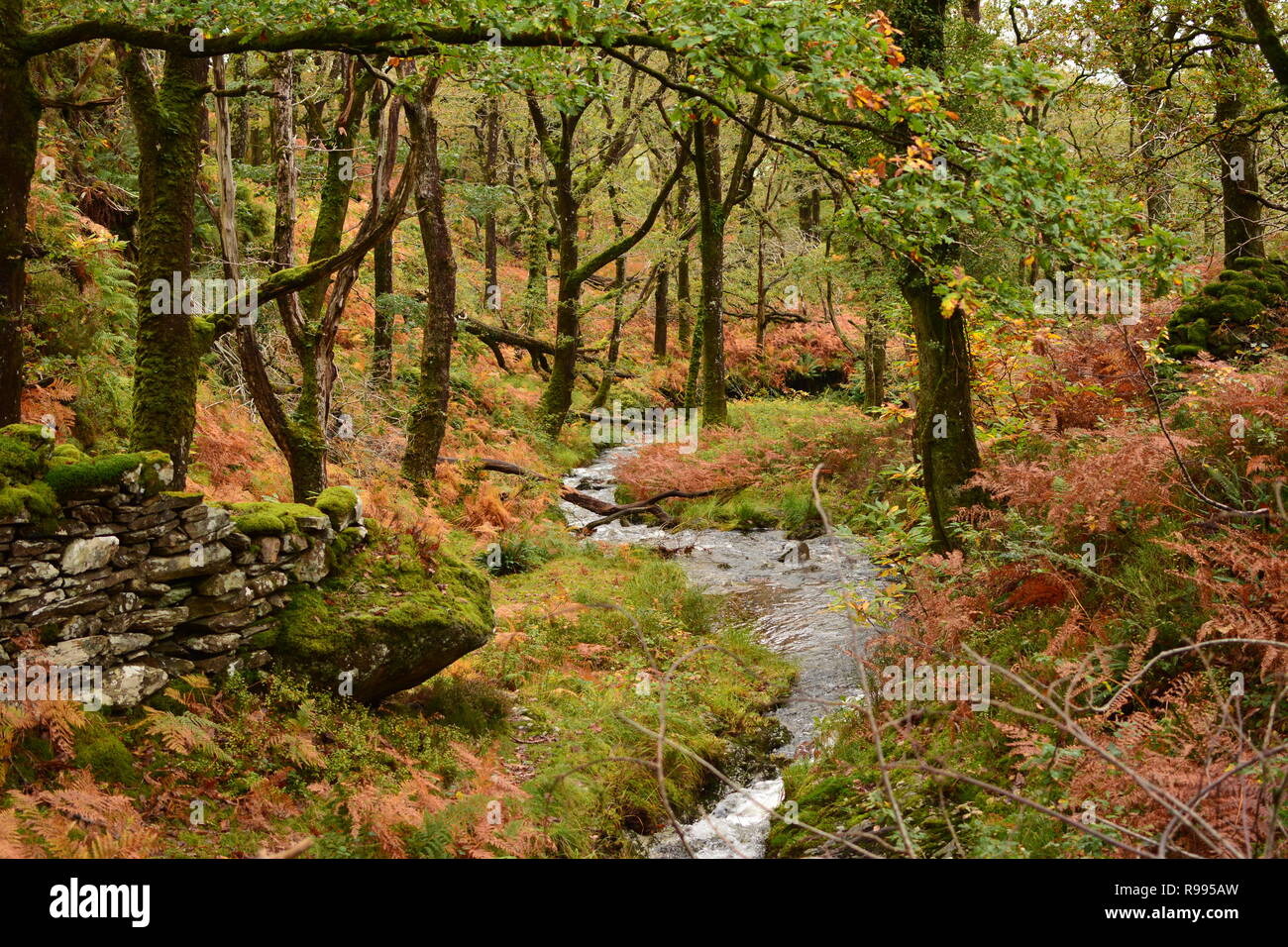 Deciduous temperate forest hi-res stock photography and images - Alamy