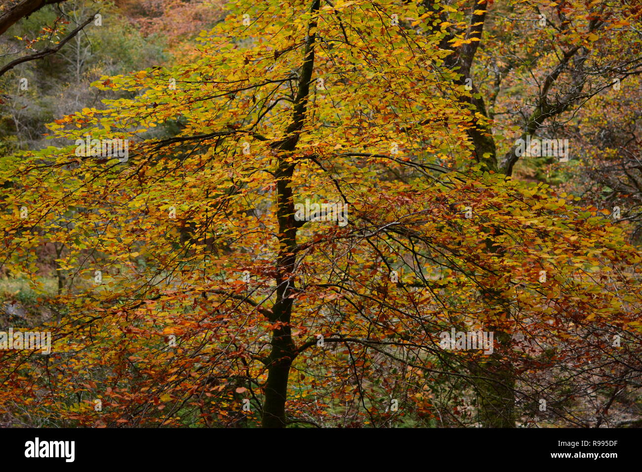 Coed hydef hi-res stock photography and images - Alamy