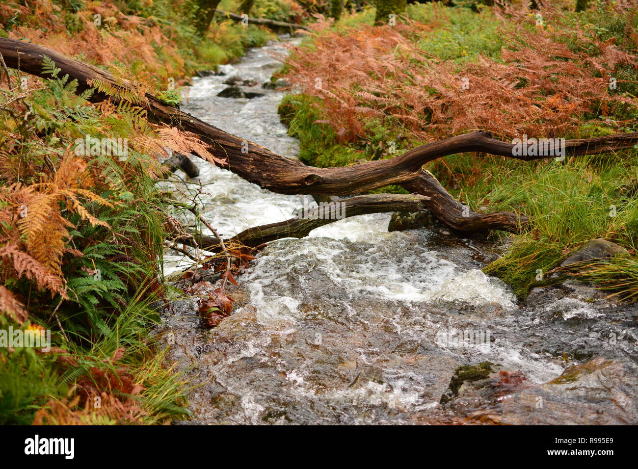 Welsh rain forest hi-res stock photography and images - Alamy
