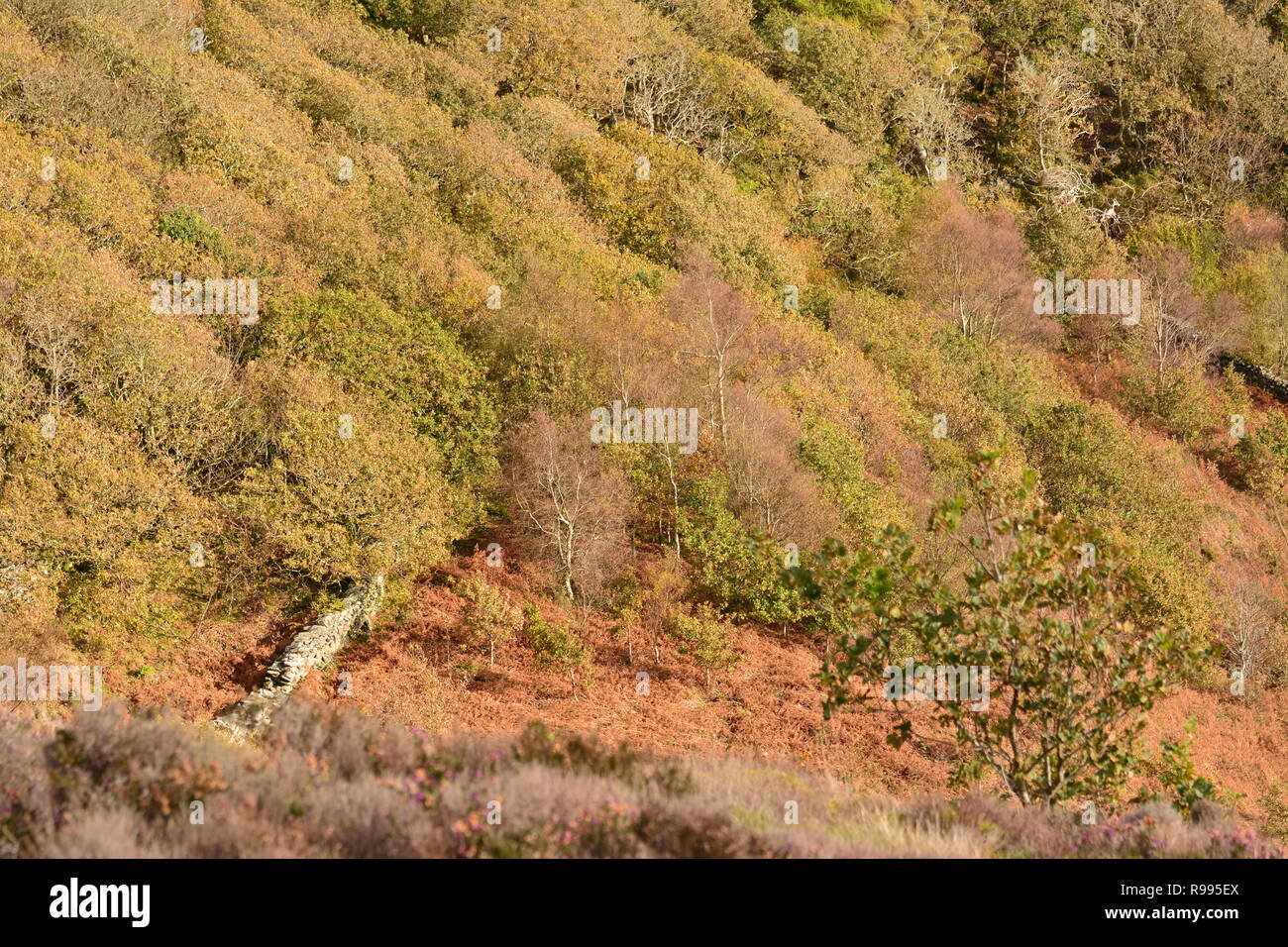 Welsh Temperate Rain Forest, Vale of Ffestiniog Stock Photo - Alamy