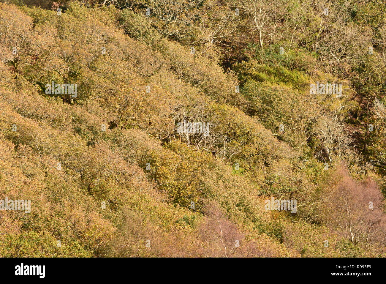 Welsh Temperate Rain Forest, Vale of Ffestiniog Stock Photo - Alamy