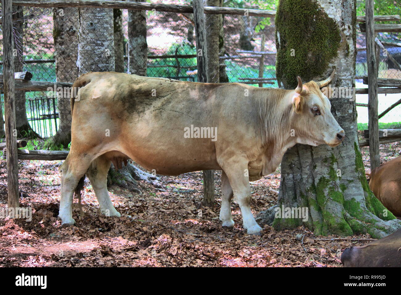 Brown cow in a stable Stock Photo - Alamy