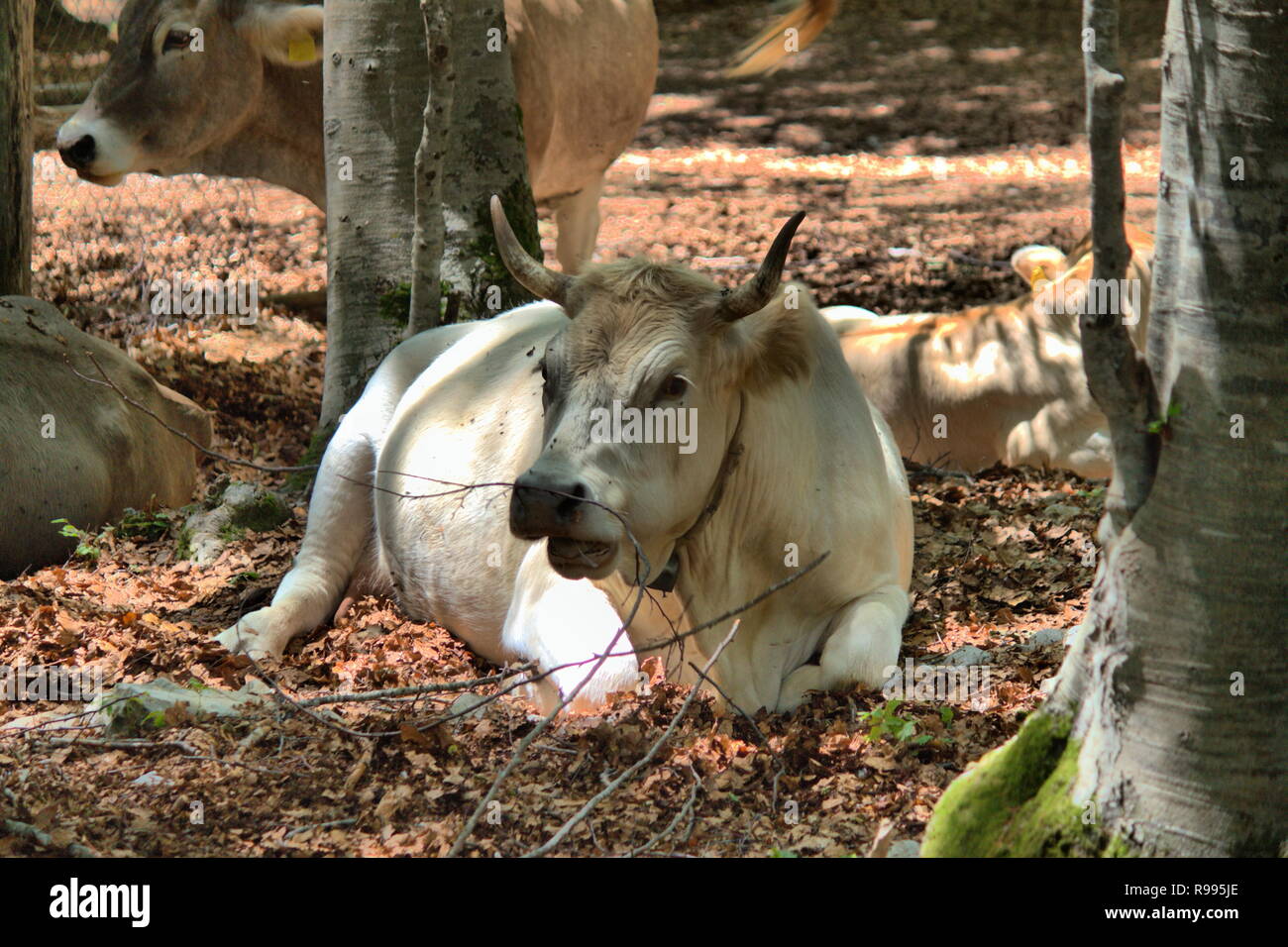 Graziery High Resolution Stock Photography and Images - Alamy
