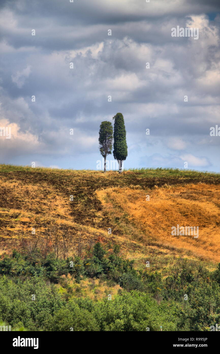 Cypress trees in a classical tuscan landscape - HDR Stock Photo - Alamy