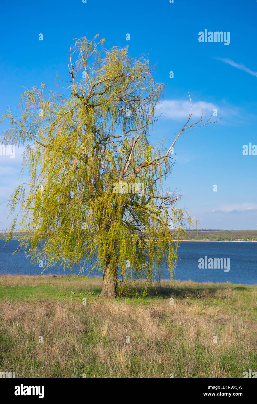 Yellow weeping willow tree on hi-res stock photography and images - Alamy