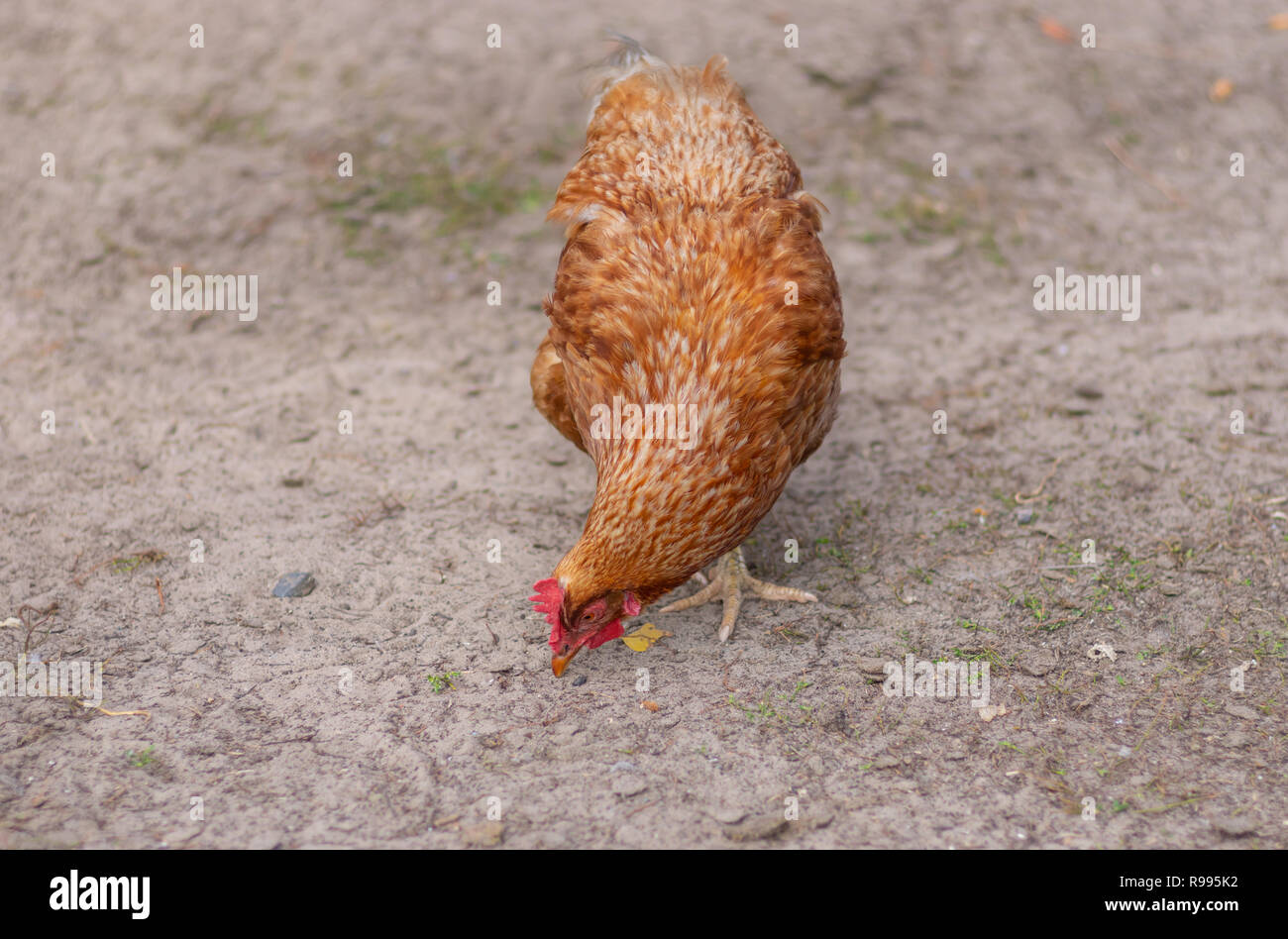 Red laying hen walking in poultry-yard and searching some food on the ...