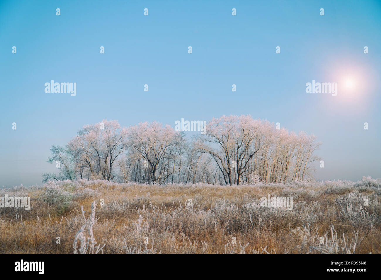 Sun over frozen bushes hi-res stock photography and images - Alamy