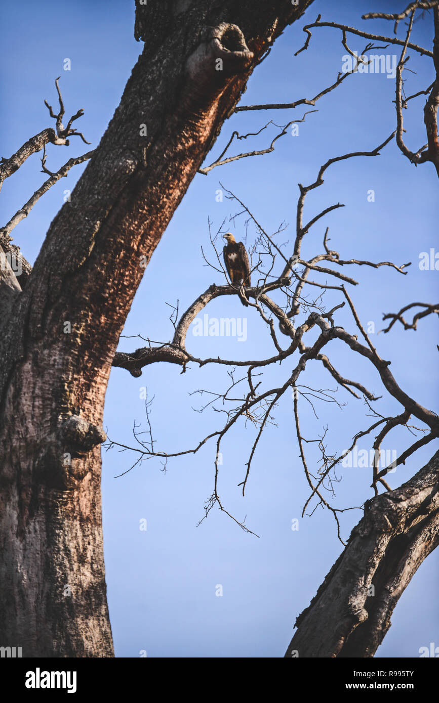 Bird on tree. Udawalawe National Park, on the boundary of Sabaragamuwa ...
