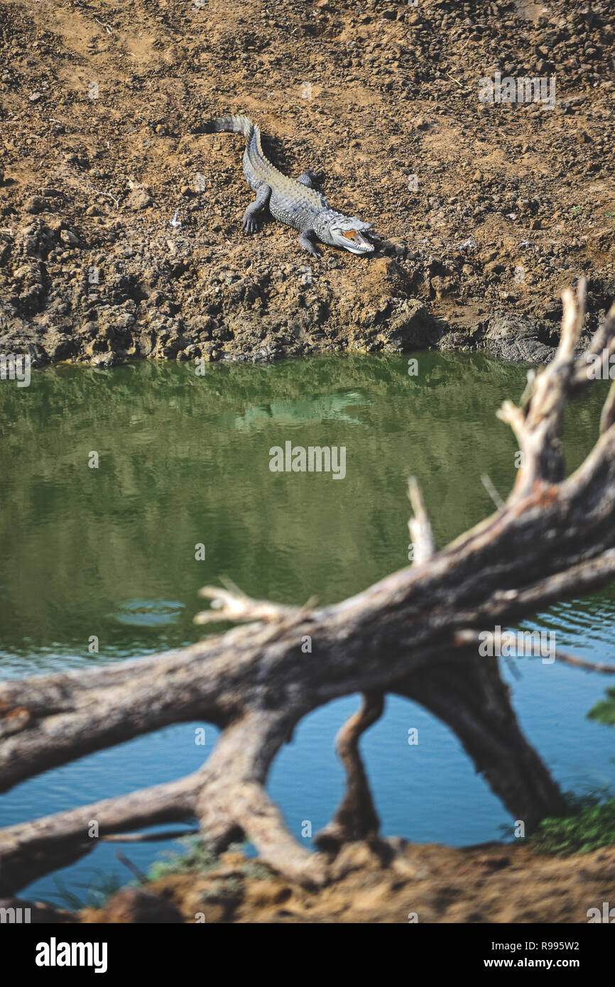 Mugger crocodile (Crocodylus paluster) in Udawalawe National Park, on ...