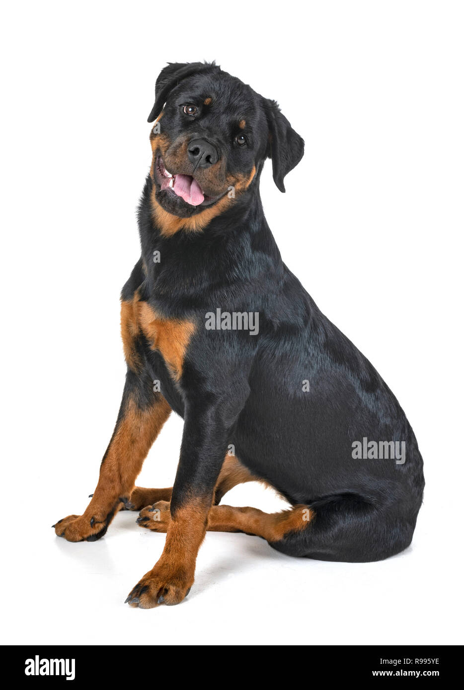 purebred rottweiler in front of white background Stock Photo - Alamy