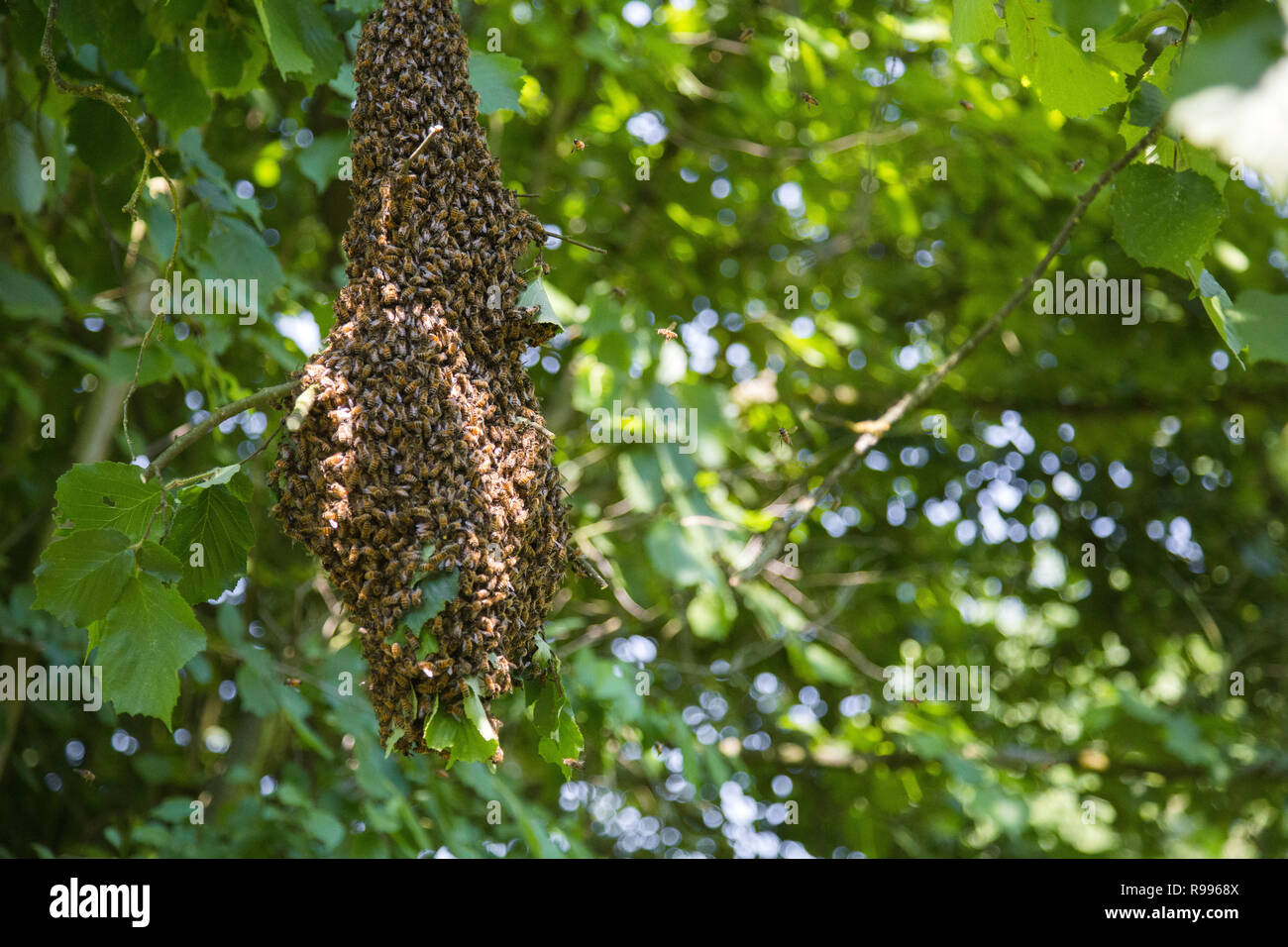 Swarm of bees - honeybees in large number on tree branch Stock Photo ...