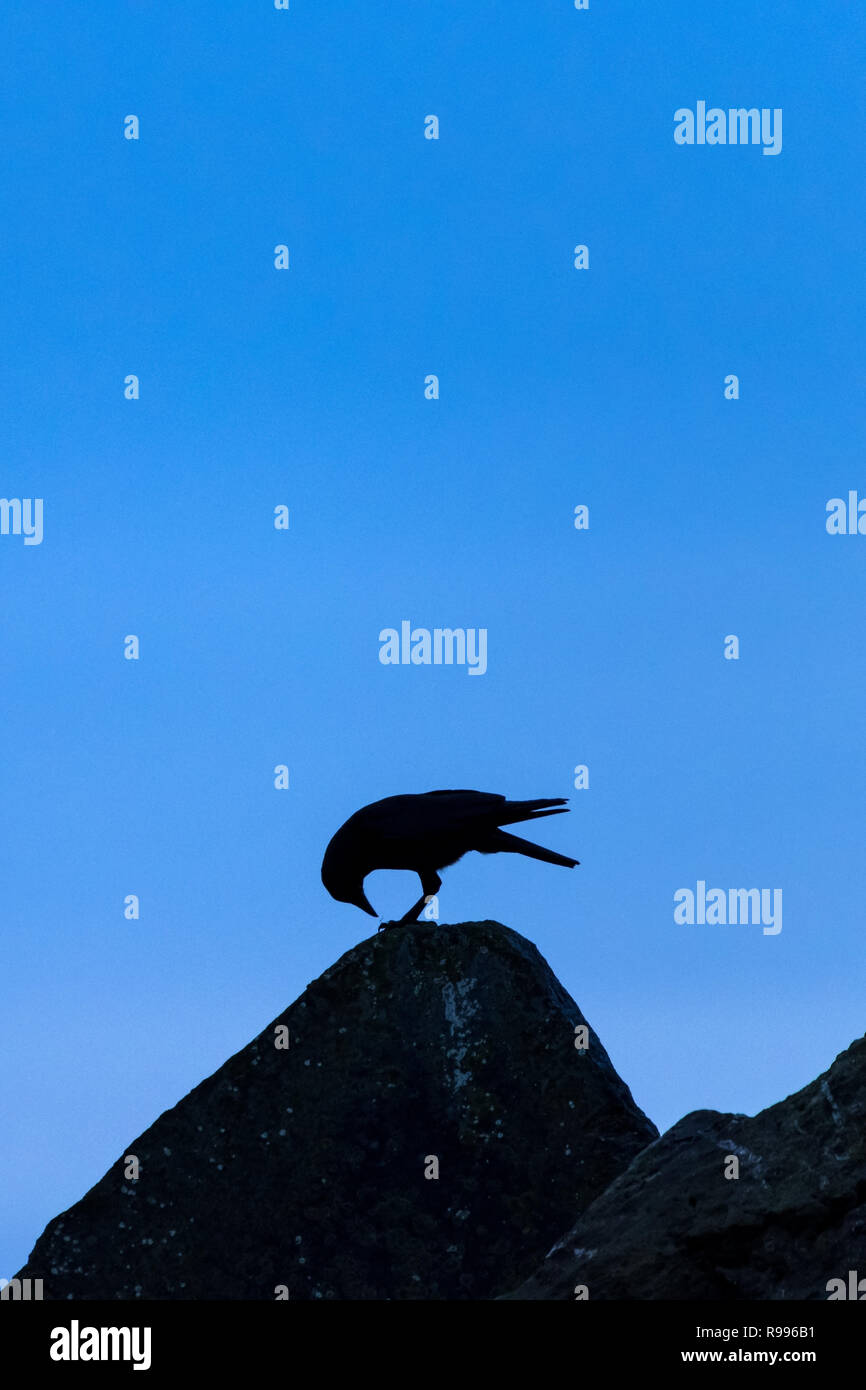 Raven stand on the rock at seaside Stock Photo - Alamy