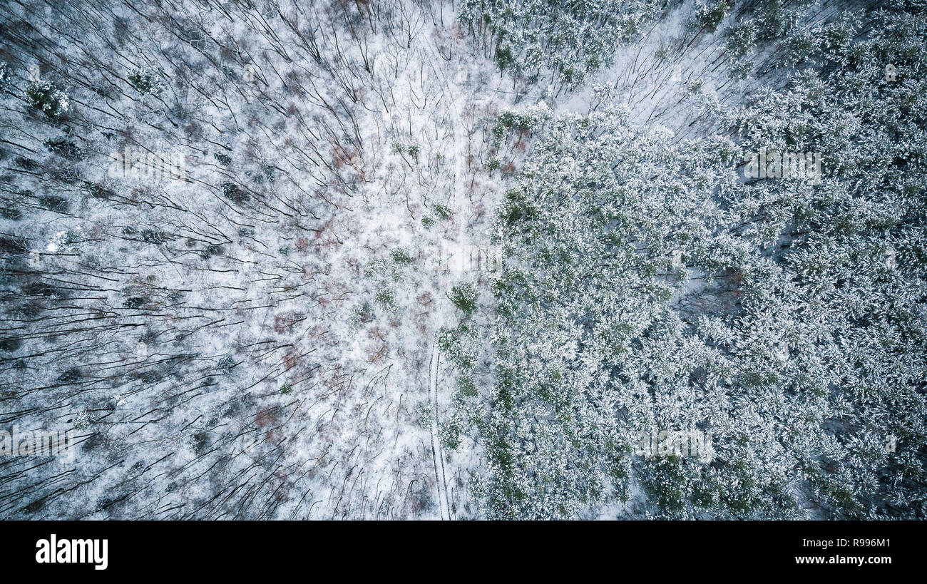 Aerial view of snow covered forest in winter Stock Photo - Alamy