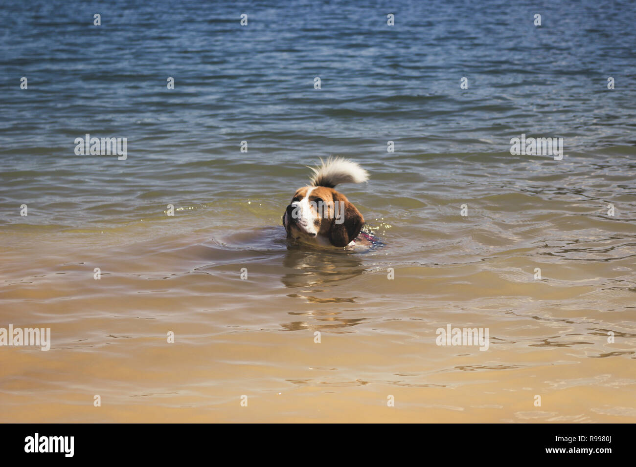 Dog enjoying a walk by a lake Stock Photo - Alamy
