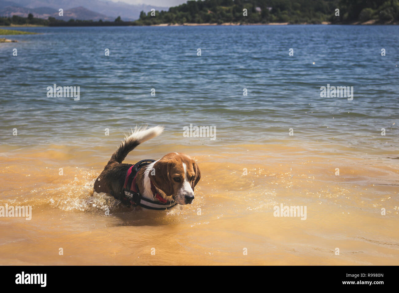 Dog enjoying a walk by a lake Stock Photo - Alamy