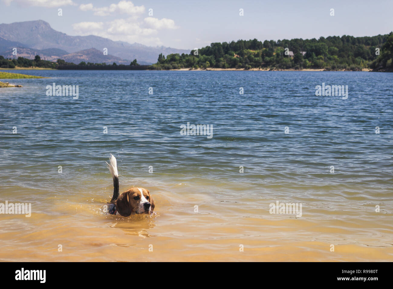 Dog enjoying a walk by a lake Stock Photo - Alamy