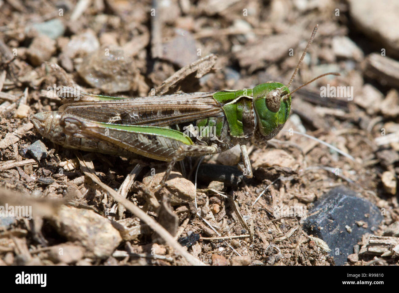 Mottled grasshopper uk hi-res stock photography and images - Alamy