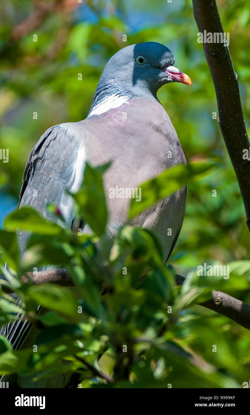 Pidgeon roosting hi-res stock photography and images - Alamy