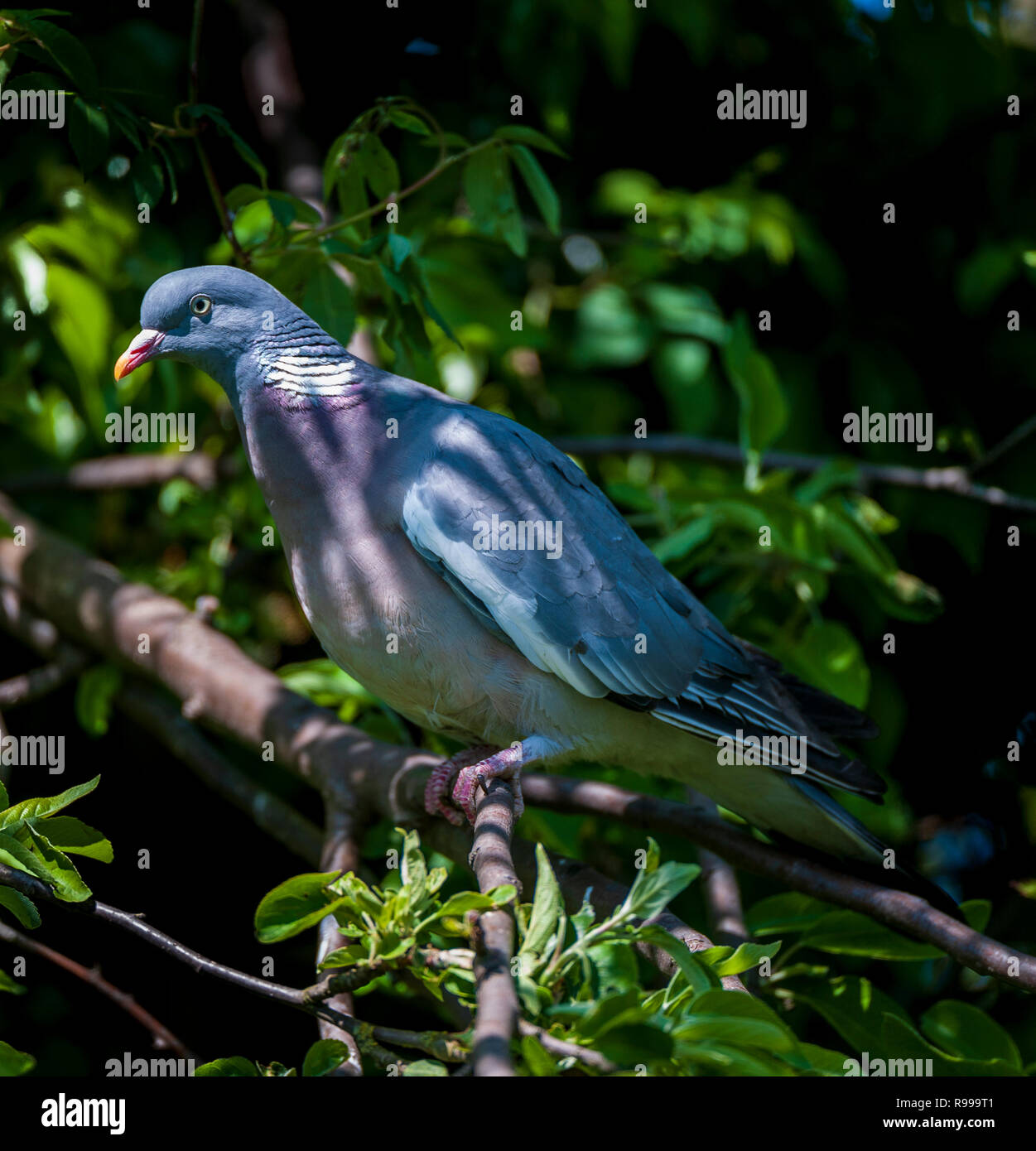 Lincolnshire, England UK - Wood Pigeon (Columba palumbus) or Common ...