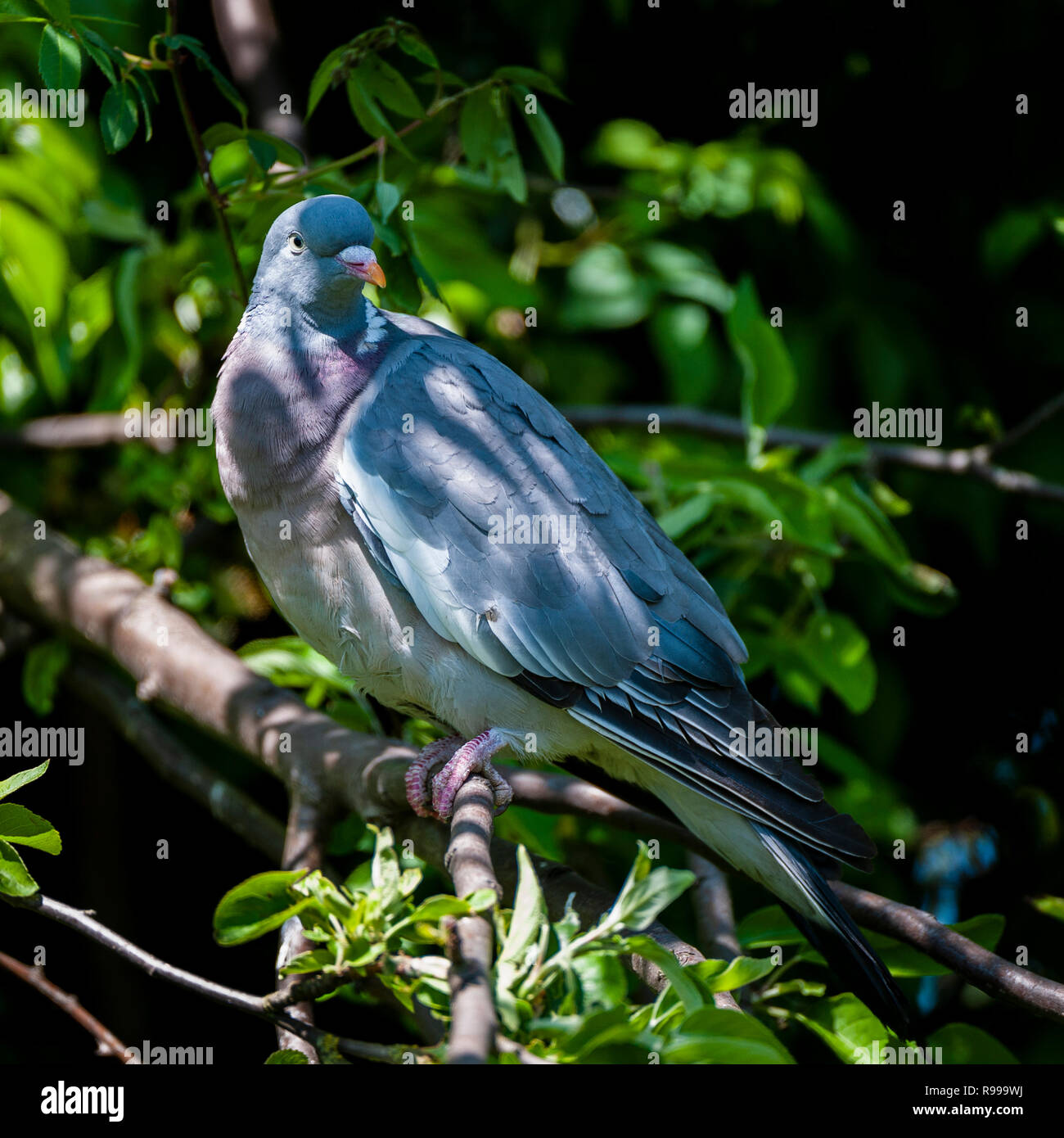 Lincolnshire, England UK - Wood Pigeon (Columba palumbus) or Common ...