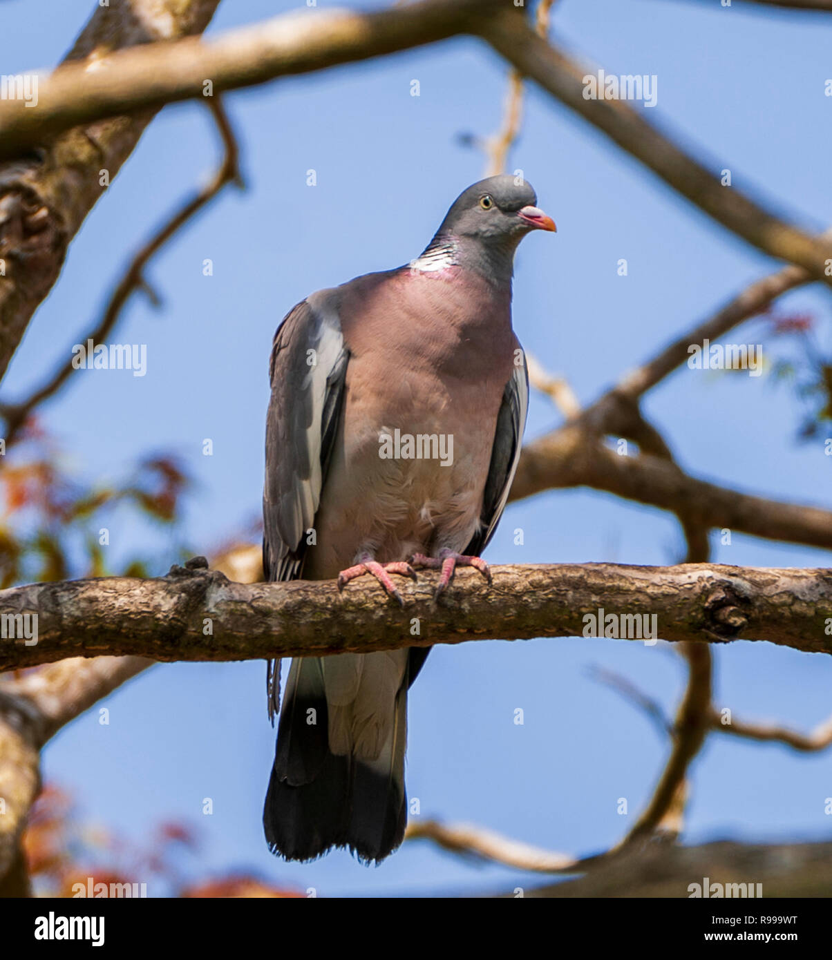 Lincolnshire, England UK - Wood Pigeon (Columba palumbus) or Common ...