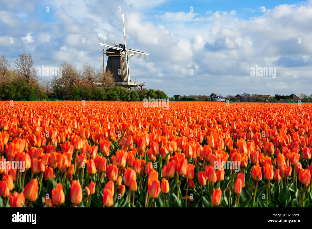 Dutch orange tulip field scene in Julianadorp, The Netherlands Stock ...