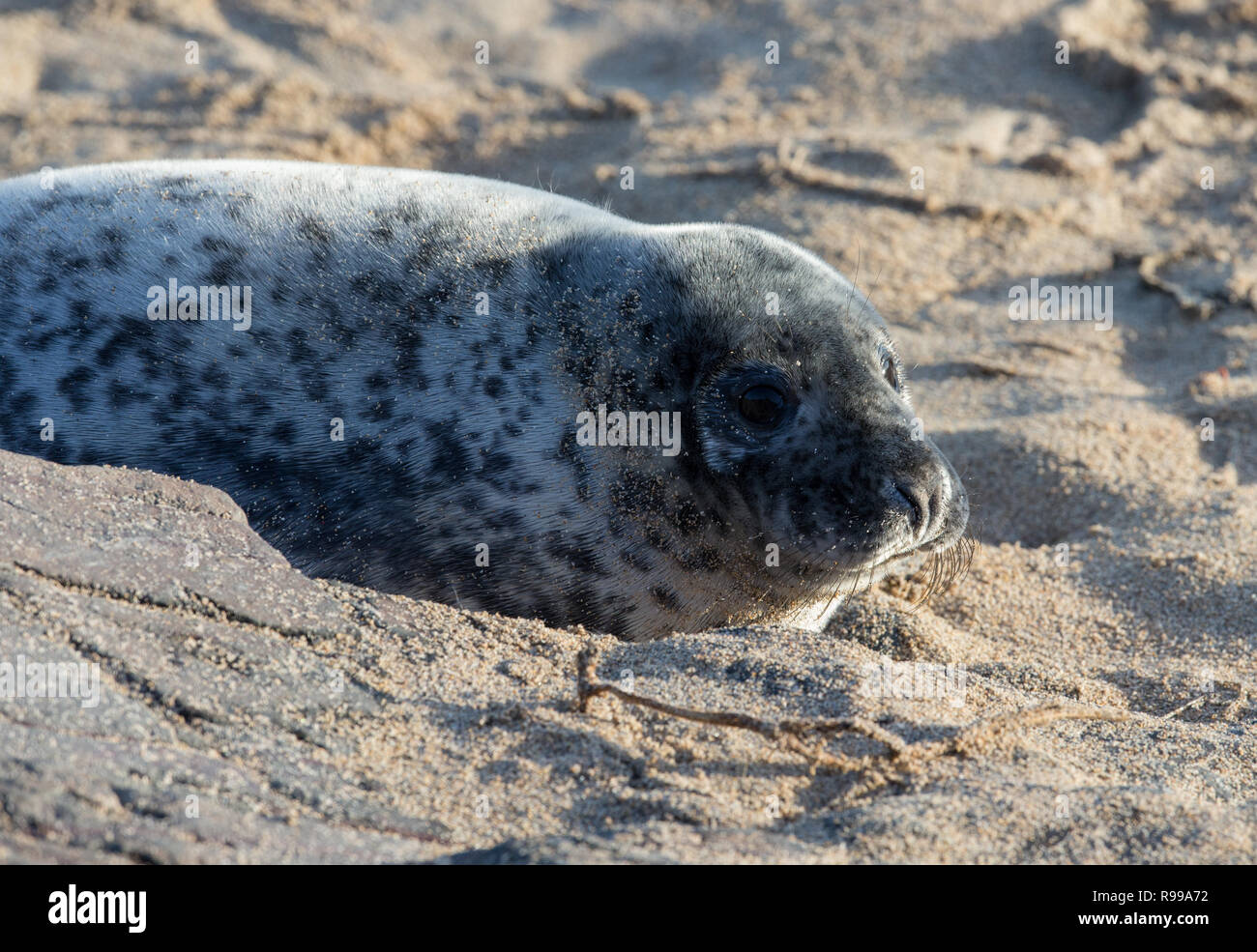 juvenile grey seal Stock Photo - Alamy