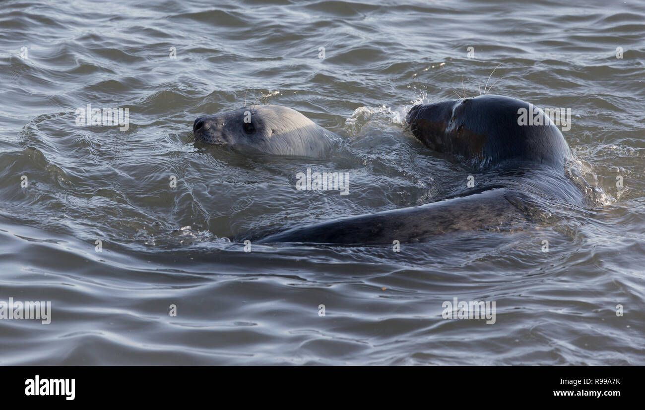 Juvenile grey seal hi-res stock photography and images - Alamy