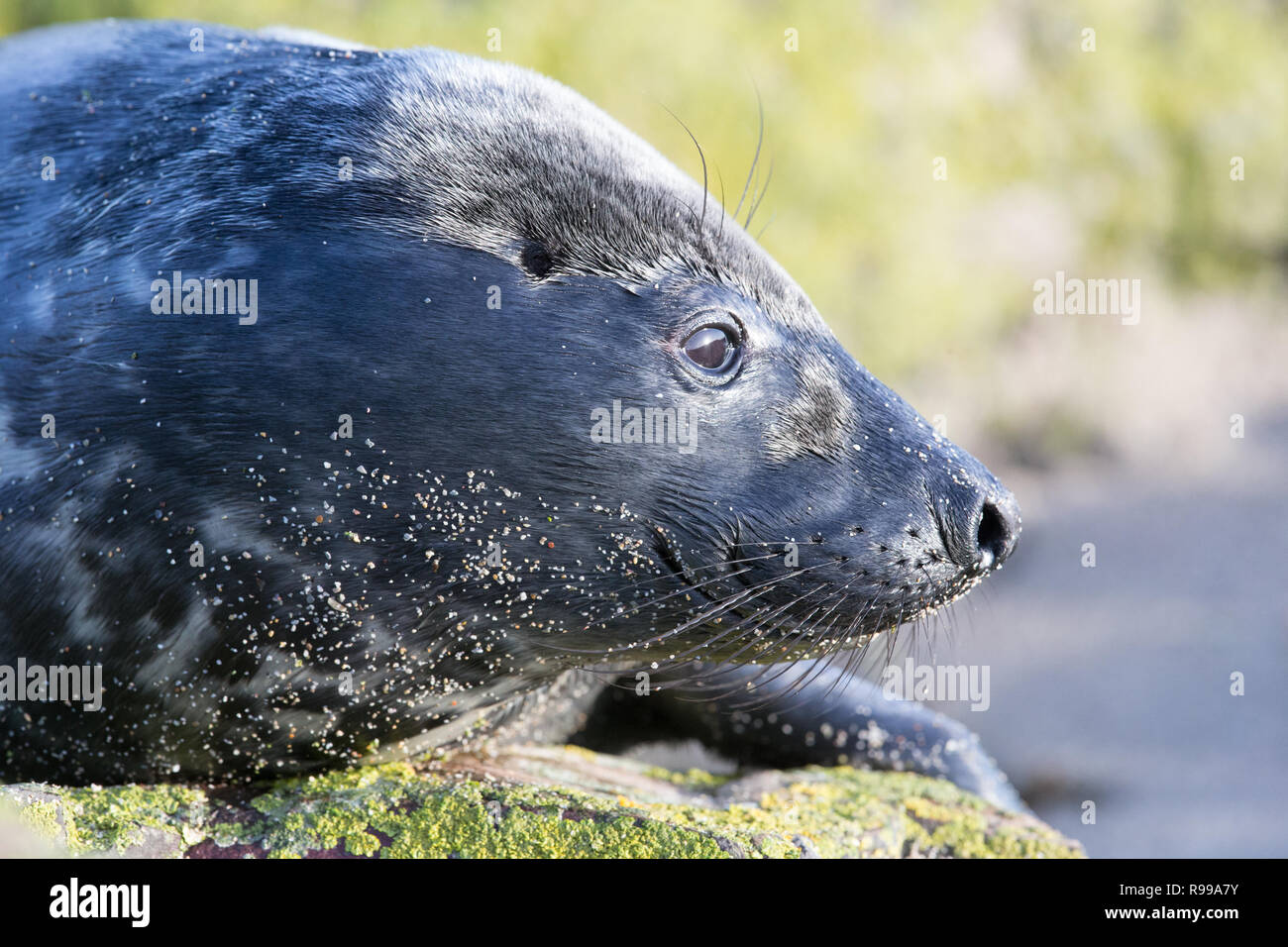 Juvenile grey seal hi-res stock photography and images - Alamy