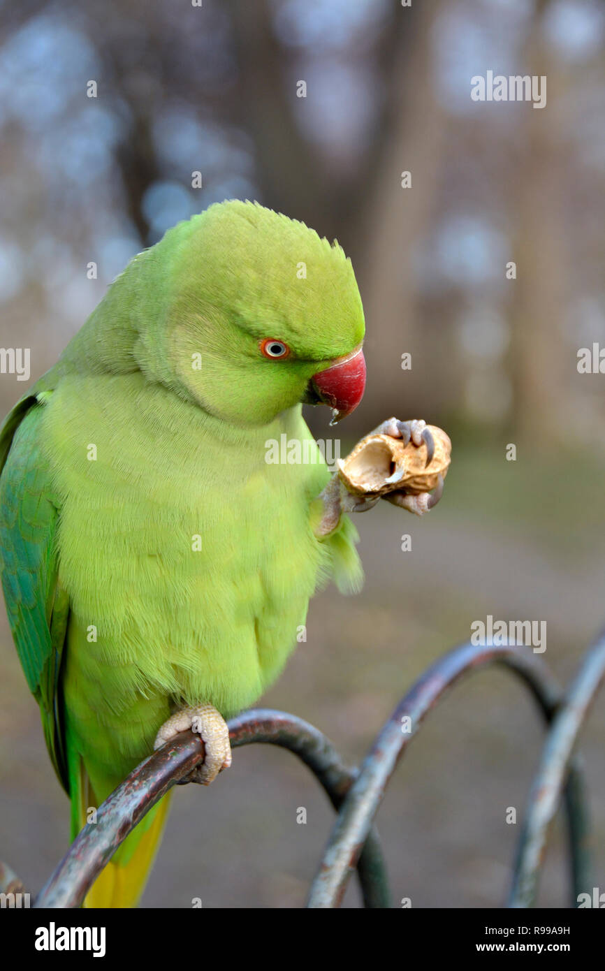 Ring-Necked Parakeet / Indian Rose-Ringed Parakeet (Psittacula krameri ...