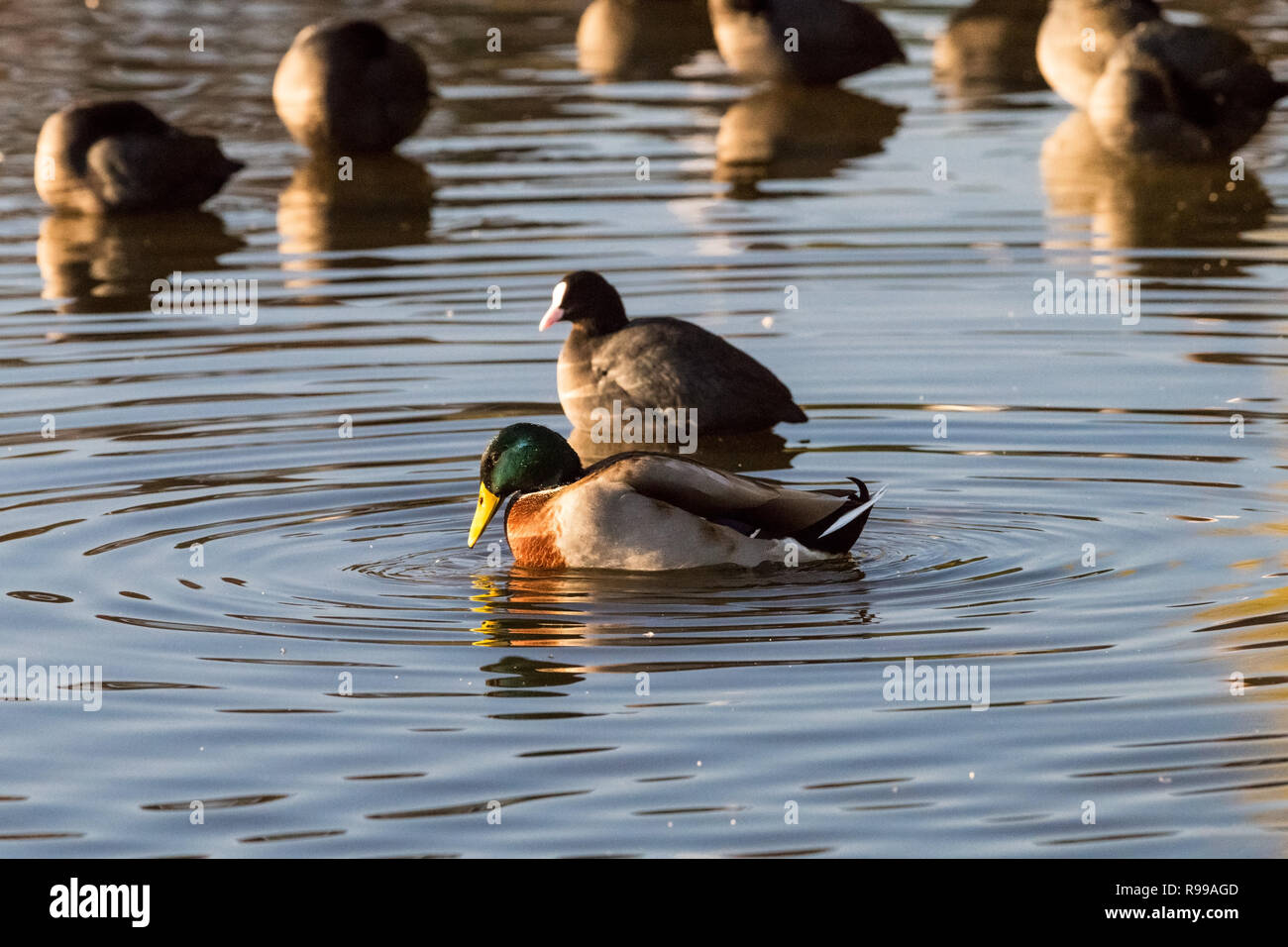 Ducks at the lake Stock Photo - Alamy