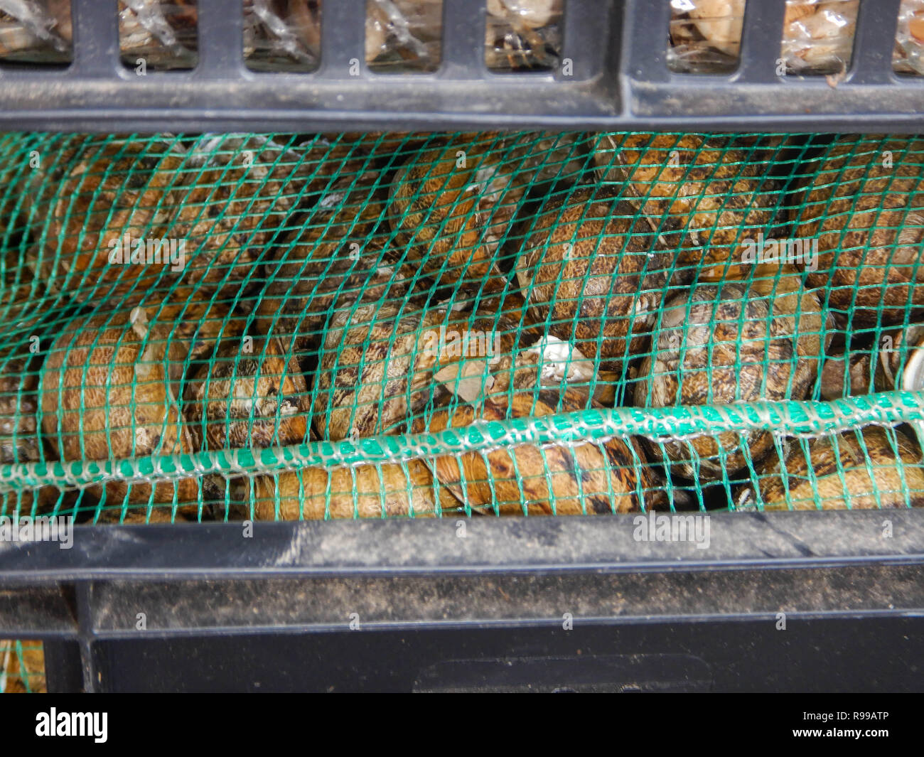 Snails in plastic boxes ready for sale Stock Photo - Alamy