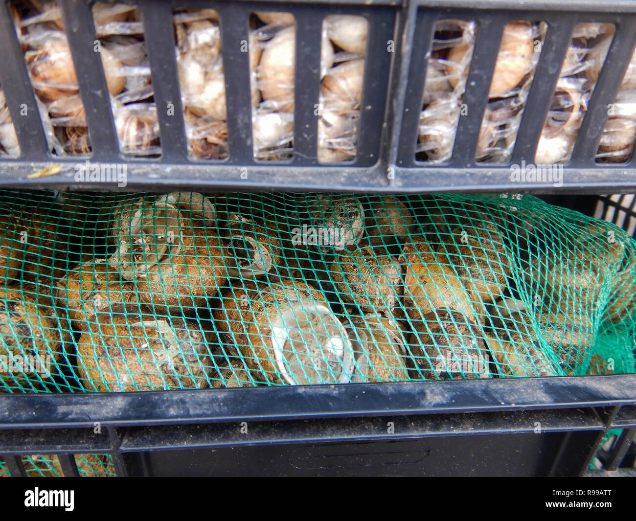 Snails in plastic boxes ready for sale Stock Photo - Alamy