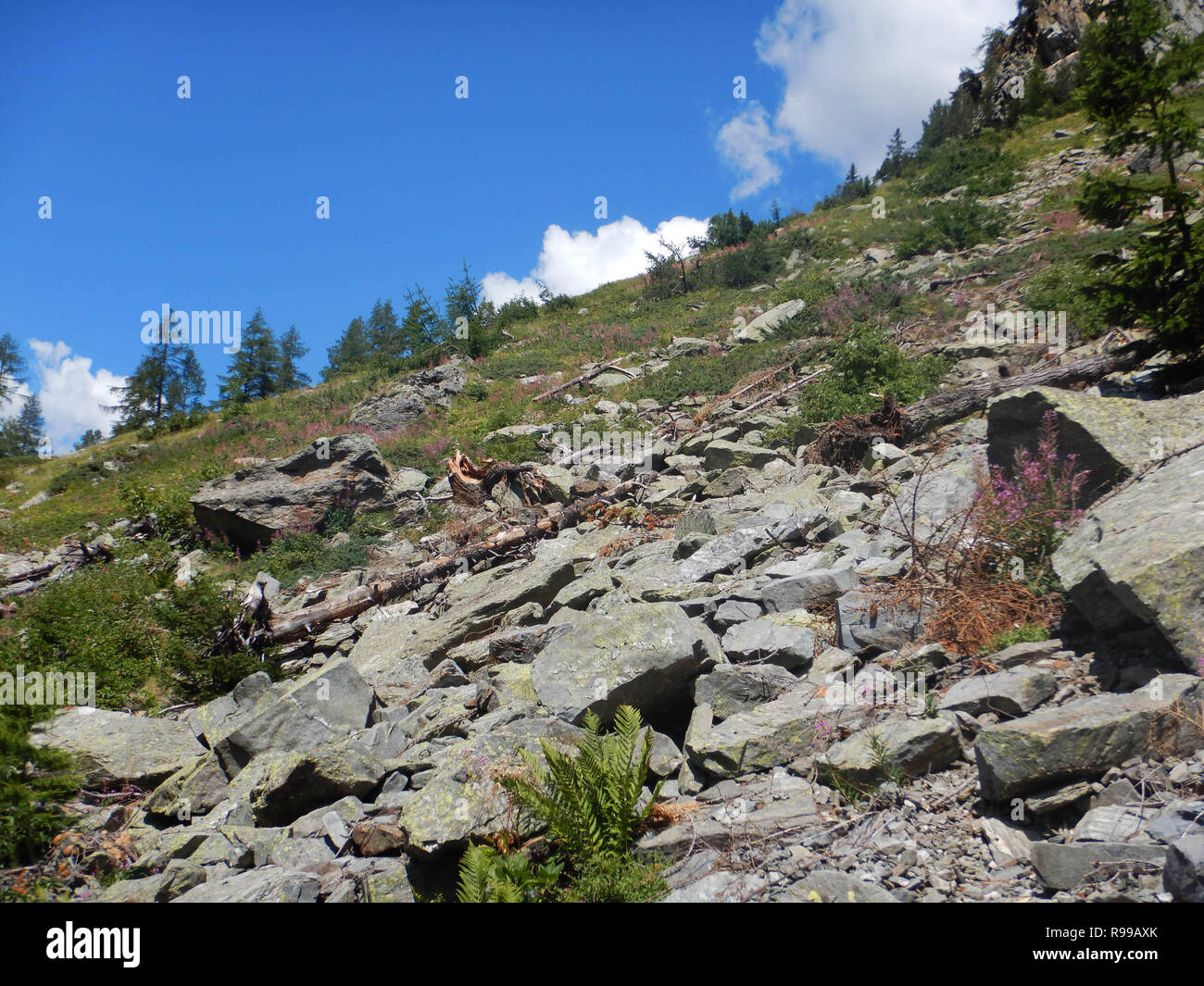 Effects of an avalanche in the mountains Stock Photo - Alamy
