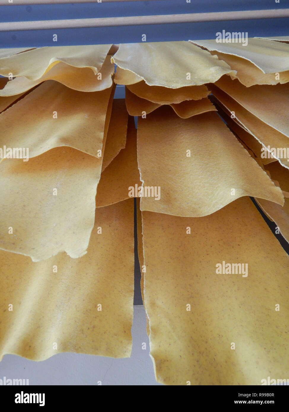 Dough spread to dry for the preparation of agnolotti and tajarin. Alba ...