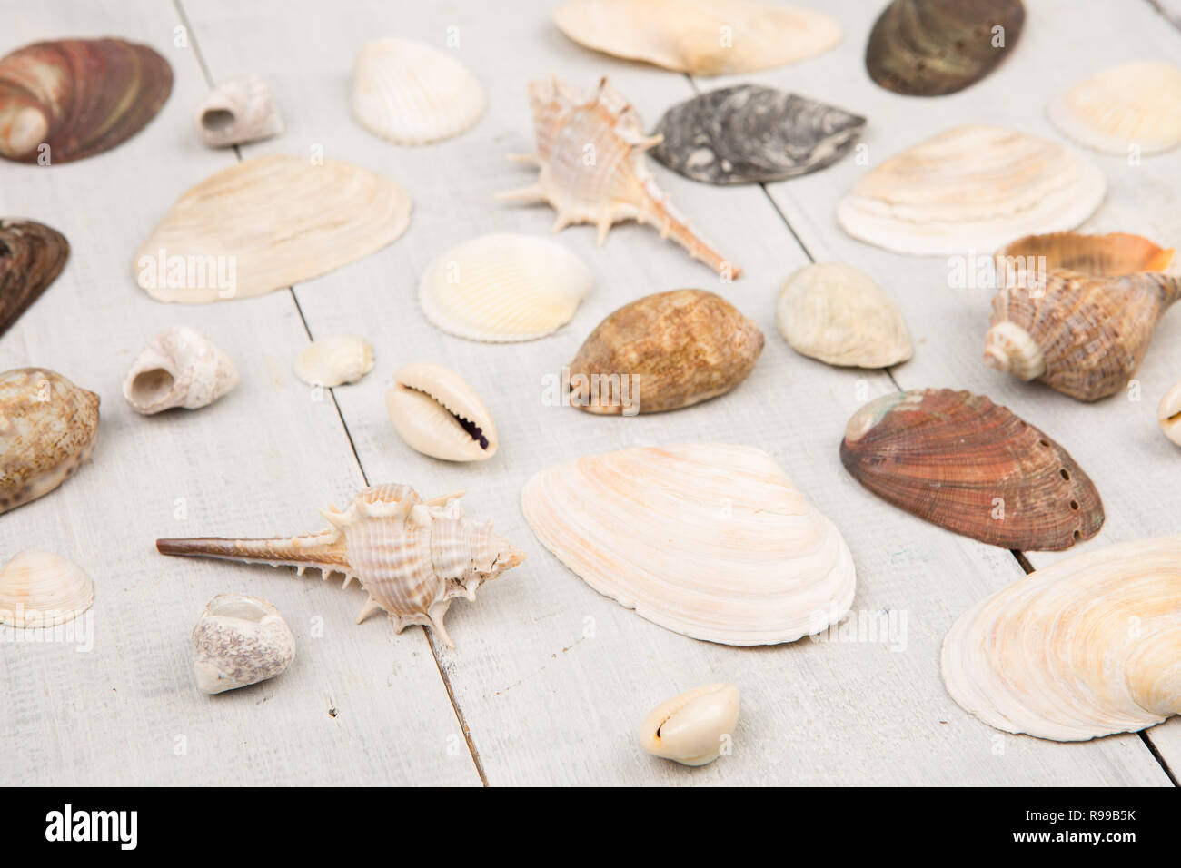 The group of sea shells on white wooden background Stock Photo - Alamy