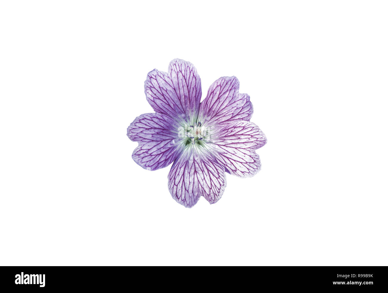 Single hardy geranium flower Cut Out Stock Images & Pictures - Alamy
