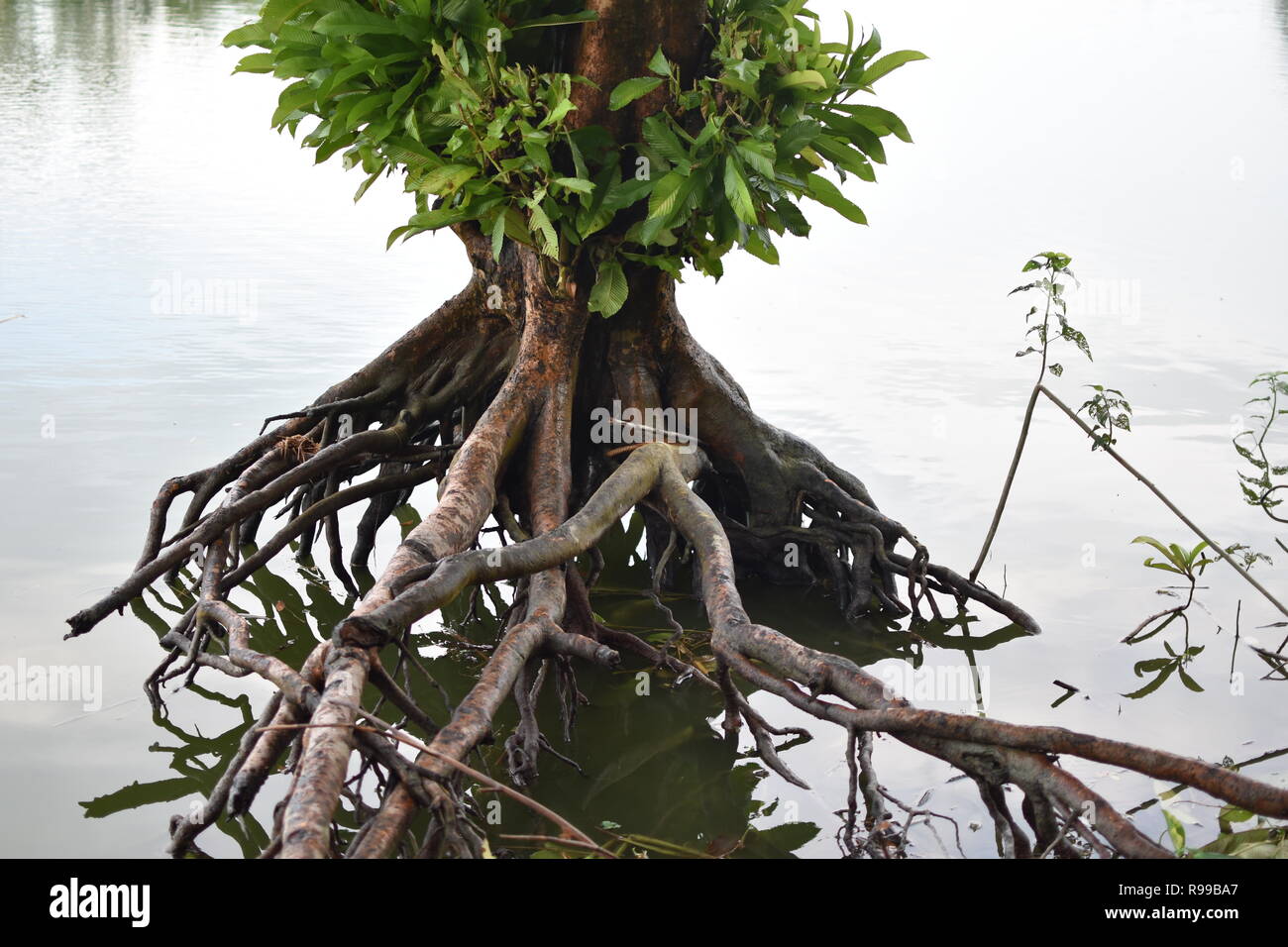 Root of tree on water Stock Photo - Alamy