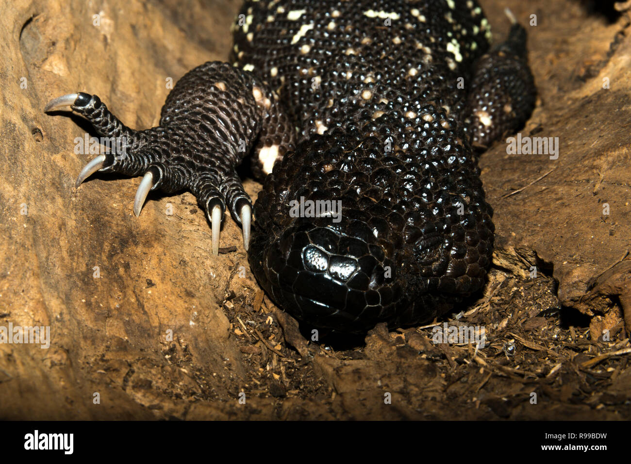 Guatemalan beaded lizard (Heloderma charlesbogerti Stock Photo - Alamy