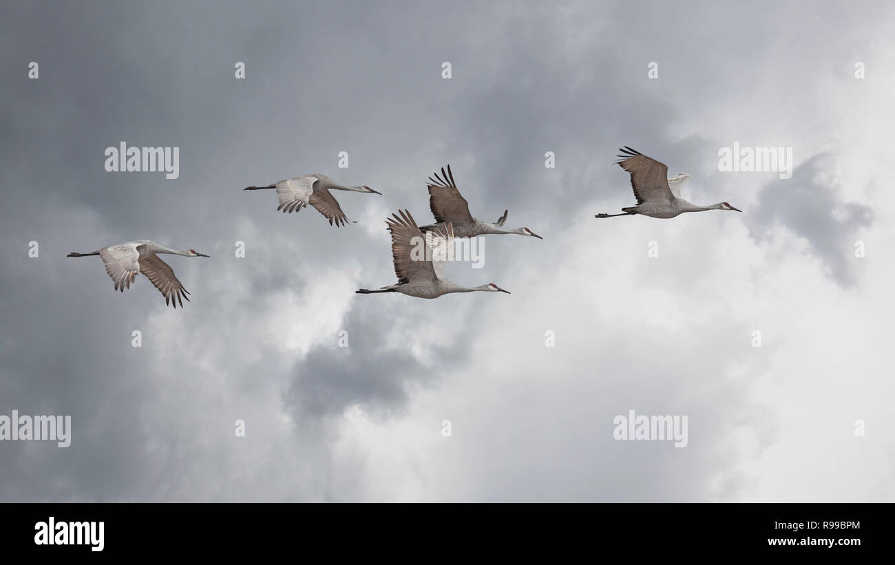 Crane formation hi-res stock photography and images - Alamy