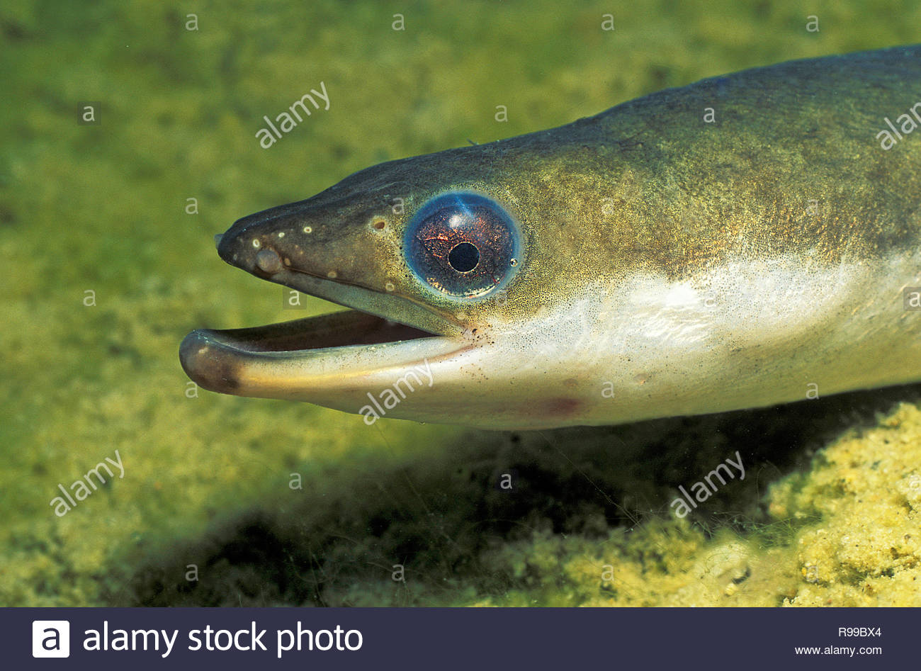 Freshwater Eel Stock Photos & Freshwater Eel Stock Images - Alamy