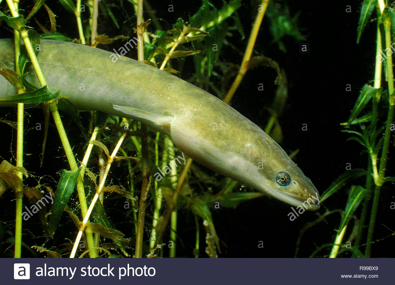 Aal Stock Photos & Aal Stock Images - Alamy