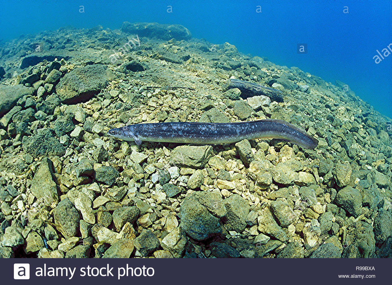 Freshwater Eels Stock Photos & Freshwater Eels Stock Images - Alamy