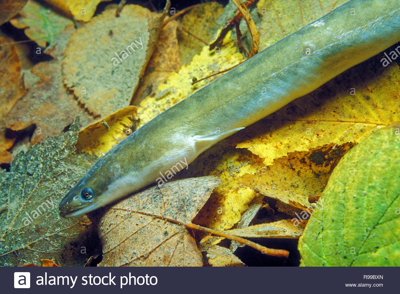 Freshwater Eels Stock Photos & Freshwater Eels Stock Images - Alamy