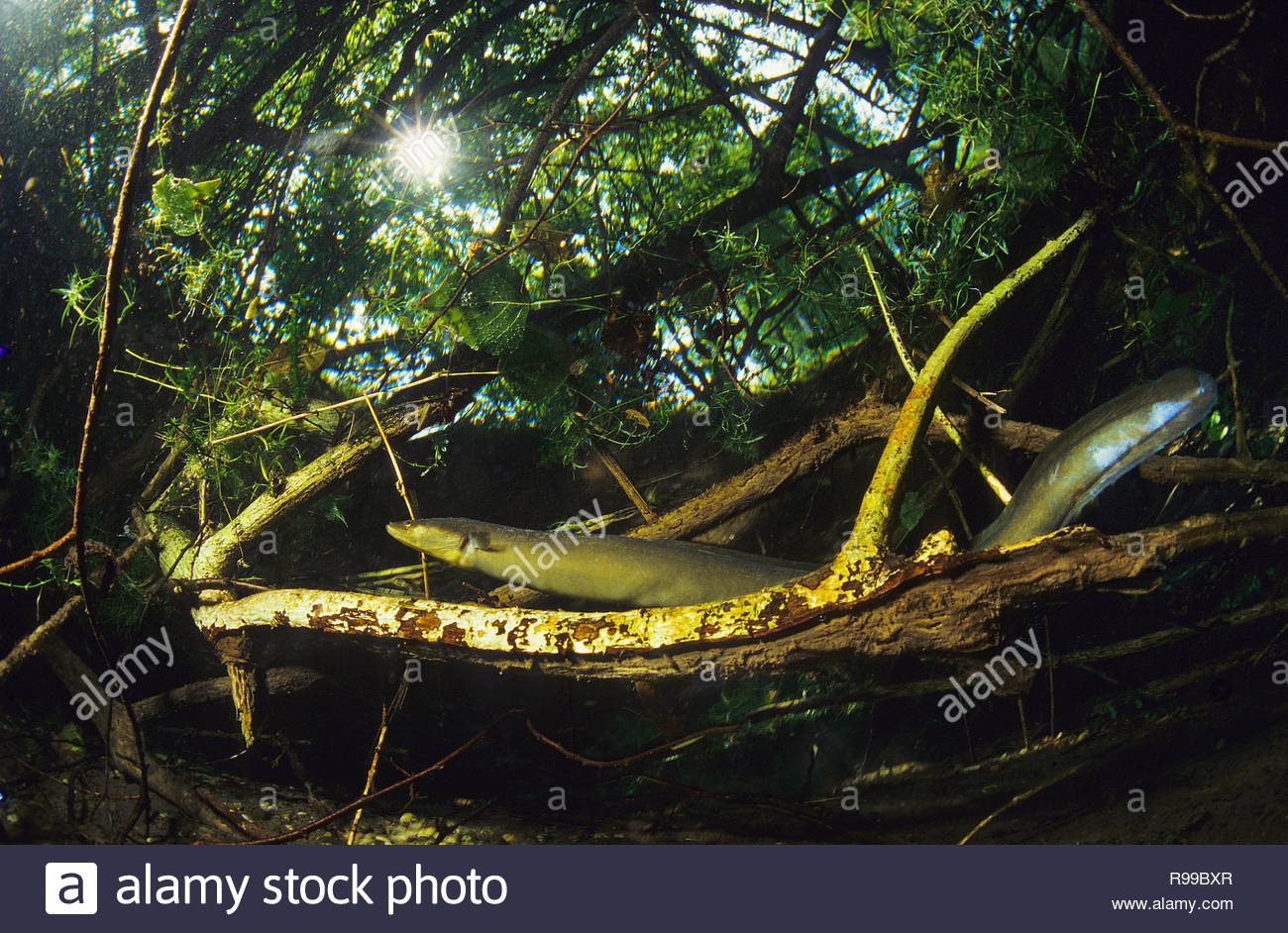 Freshwater Eels Stock Photos & Freshwater Eels Stock Images - Alamy